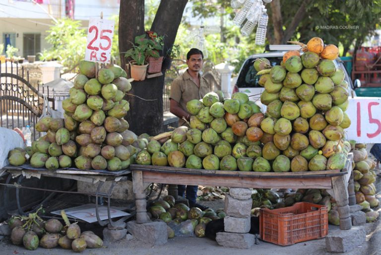 Vendors of Coconut Water: An Insight | Madras Courier