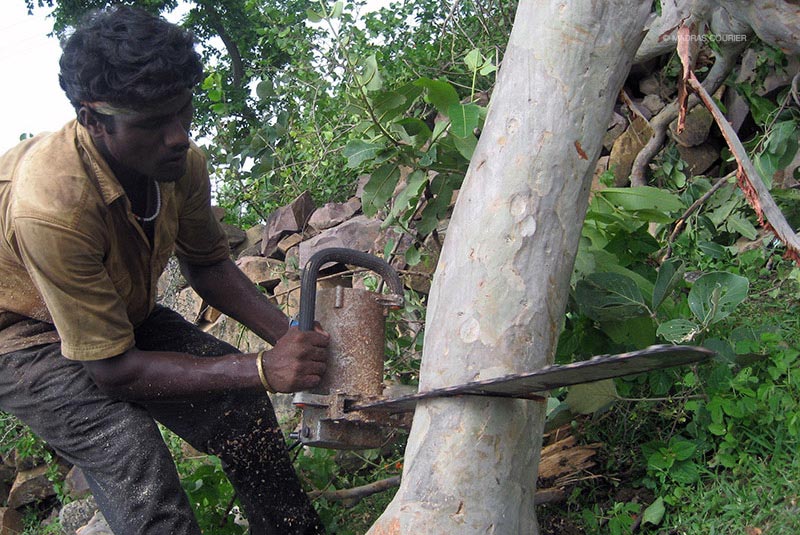Tree-Being-Cut-Deforestation-Madras-Courier-01a | Madras Courier