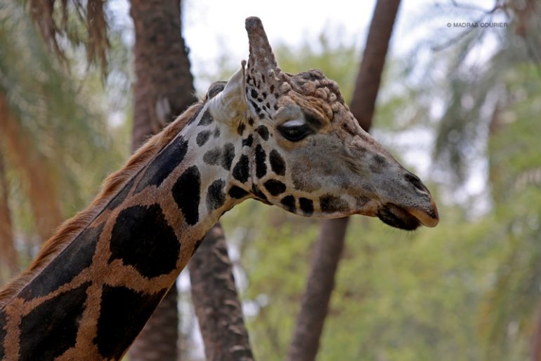 The Evolutionary Arms Race of The Giraffe and Acacia Tree | Madras Courier