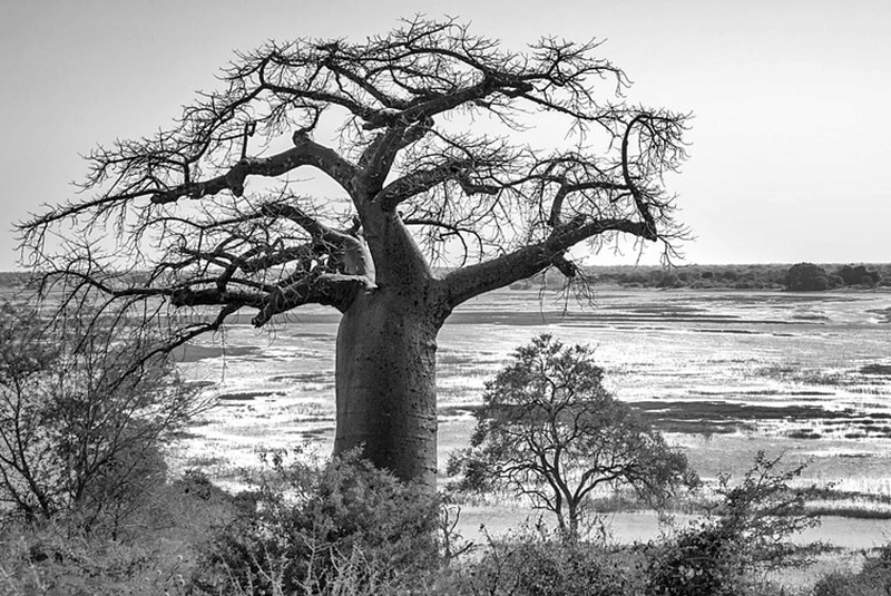 The Baobab: Tree Of Life | Madras Courier