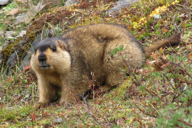 The Legendary Gold-Digging Himalayan Marmot | Madras Courier