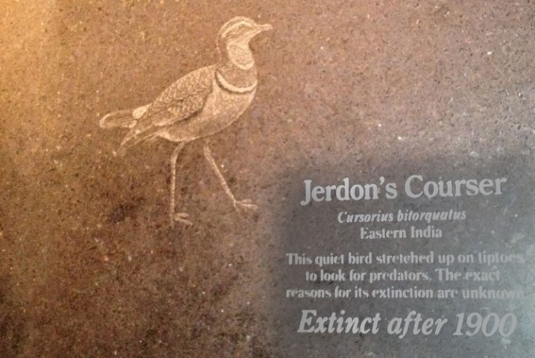 Jerdon’s Courser: The Bird That Came Back From Extinction | Madras Courier
