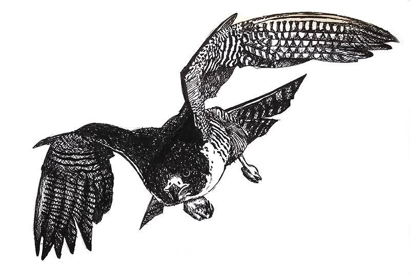 The Delicate Art Of Doodling | Madras Courier