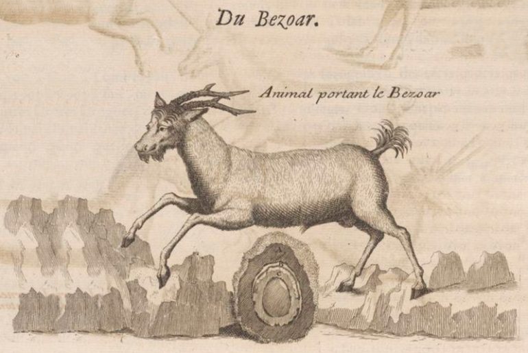 Harry Potter & The Bezoar Stone | Madras Courier