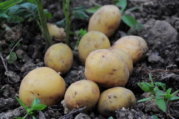 The Potato Changed The World’s History: Here’s How | Madras Courier