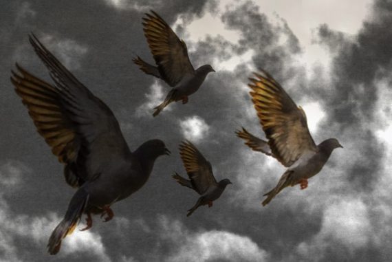 The Jatinga Bird Mystery | Madras Courier