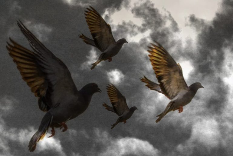 The Jatinga Bird Mystery | Madras Courier