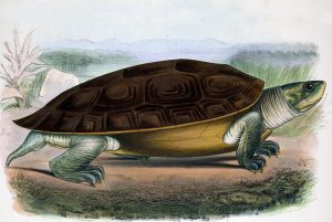 Saving The Batagur Baska | Madras Courier