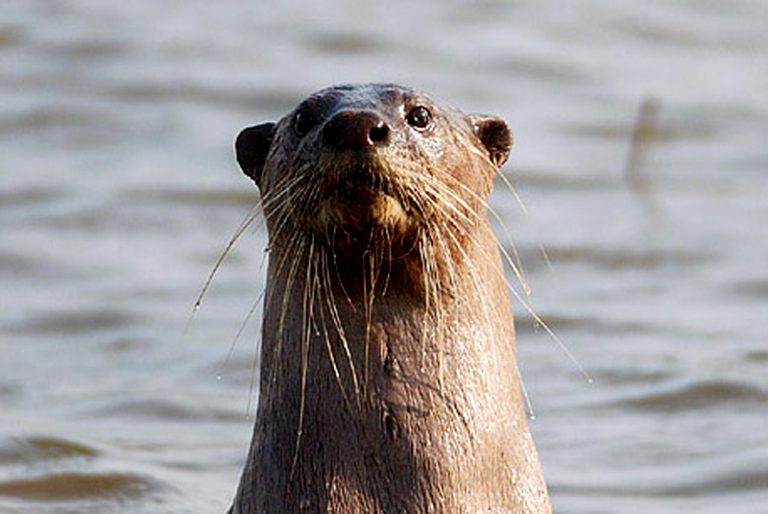 Fishing With The Otters | Madras Courier