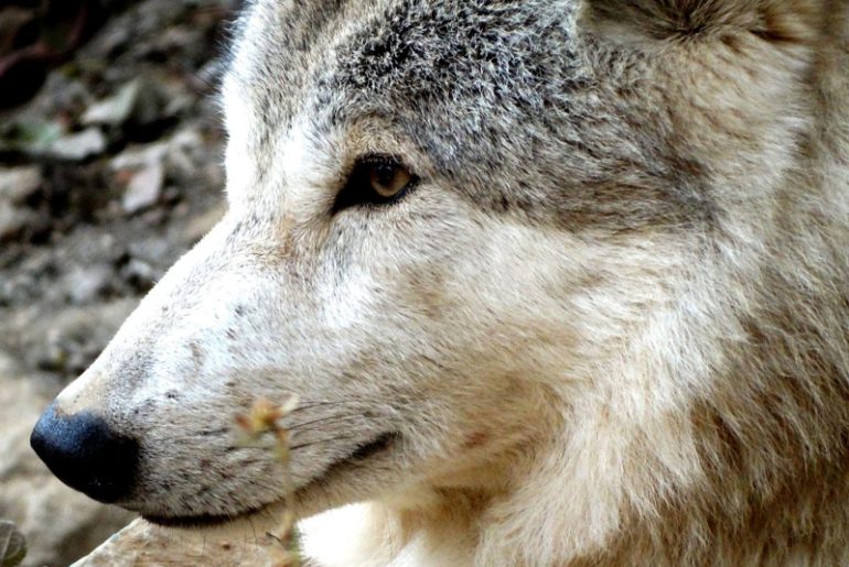 Himalayan Wolves Are An Entirely Different Species: Here’s Why | Madras ...