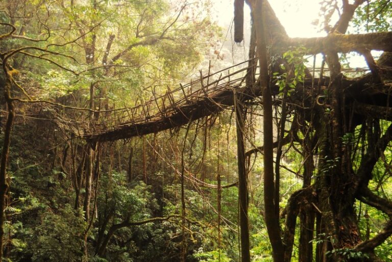 Living Root Bridges of Meghalaya: A Stellar Example Of Regenerative ...
