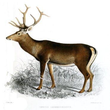 Hangul, The State Animal Of Jammu & Kashmir, Is Near Extinction ...