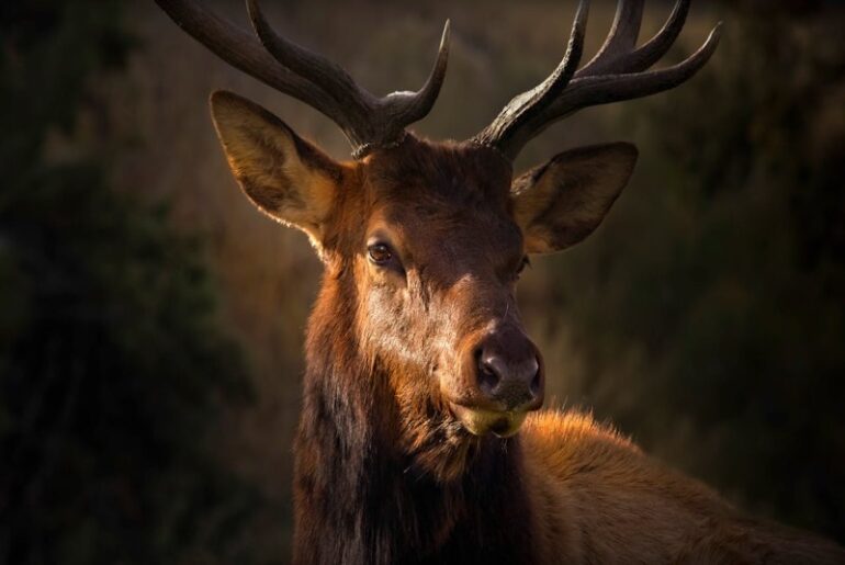Saving Manipur’s Endangered Sangai Deer | Madras Courier